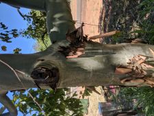 Gidgee | The Wood Database - Lumber Identification (Hardwood)