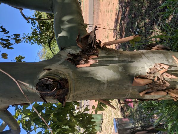 Gidgee | The Wood Database - Lumber Identification (Hardwood)