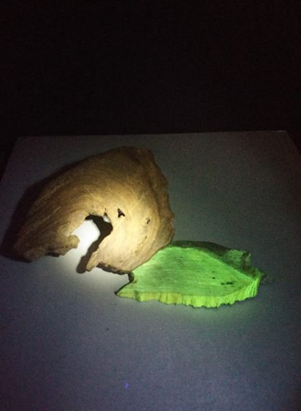 Fluorescence: A Secret Weapon in Wood Identification | The Wood Database