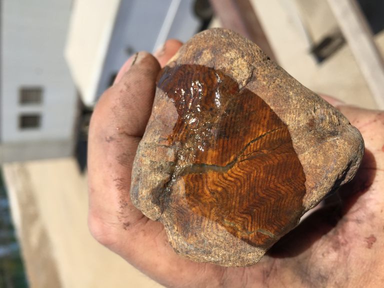 Hardwood Anatomy | The Wood Database