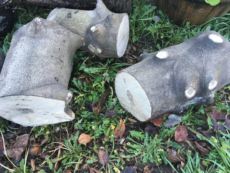 Basswood | The Wood Database - Lumber Identification (Hardwood)