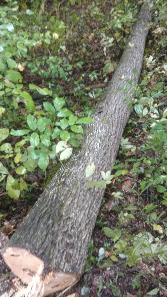 Butternut | The Wood Database - Lumber Identification (Hardwood)