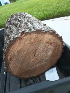 Live Oak | The Wood Database (Hardwood)