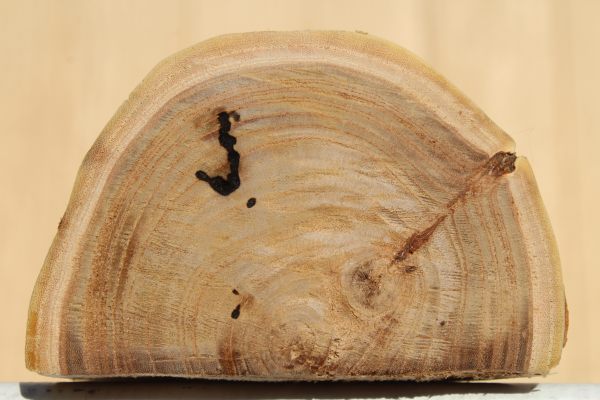 Red Elm | The Wood Database - Lumber Identification (Hardwood)