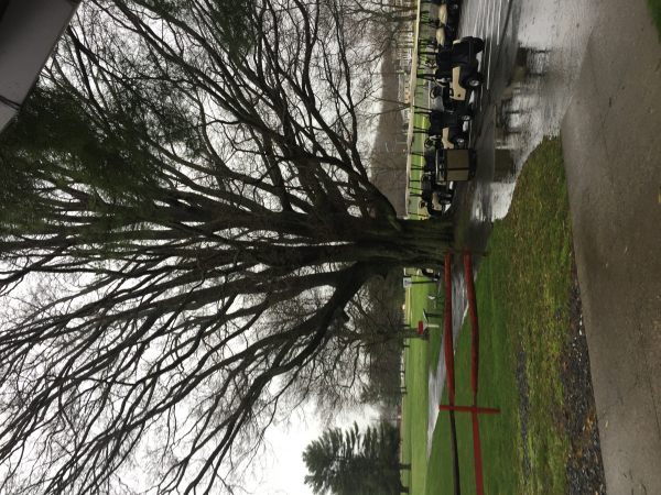 Pin Oak | The Wood Database - Lumber Identification (Hardwood)