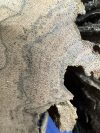 Hardwood Anatomy | The Wood Database