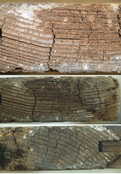 Wood Identification Guide | The Wood Database