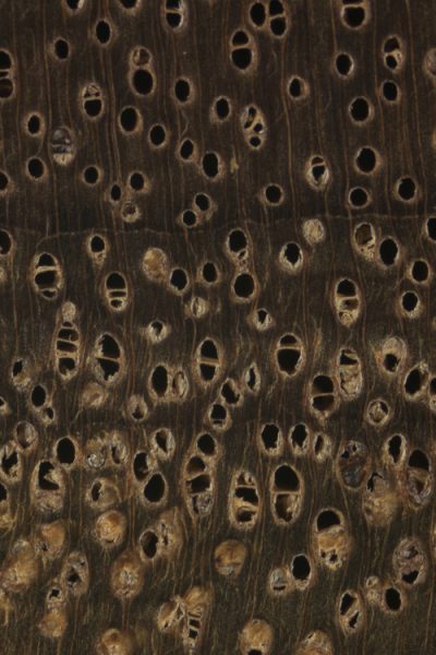 Brown Salwood | The Wood Database (Hardwood)