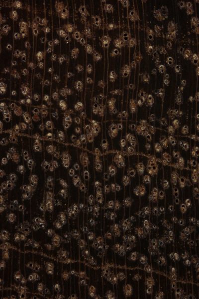 Gidgee | The Wood Database (Hardwood)