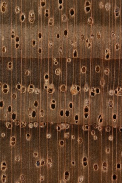 Silver Wattle | The Wood Database (Hardwood)