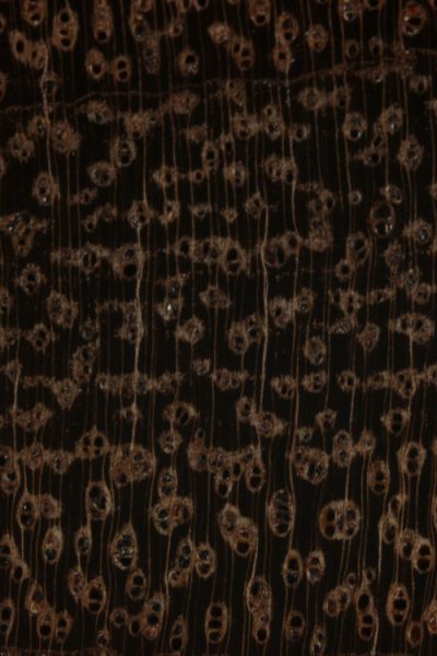 Yarran | The Wood Database (Hardwood)