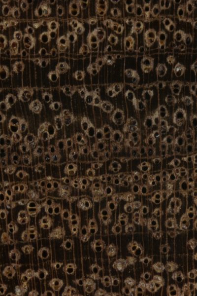 Myall | The Wood Database (Hardwood)