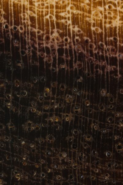 Waddywood | The Wood Database (Hardwood)