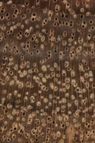 Golden Wattle | The Wood Database (Hardwood)