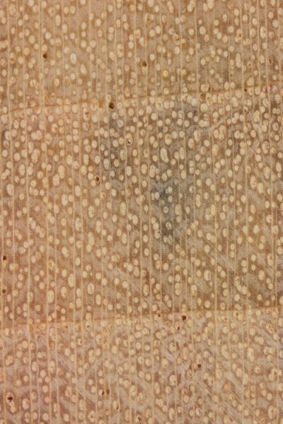 Box Elder | The Wood Database (Hardwood)