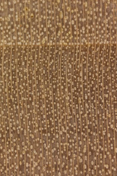 Silver maple | The Wood Database (Hardwood)