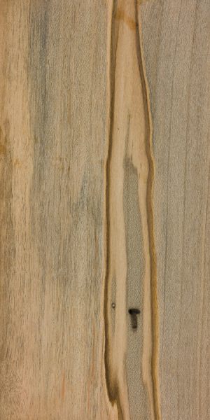 Ambrosia Maple | The Wood Database (Hardwood)