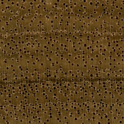 African Walnut | The Wood Database (Hardwood)