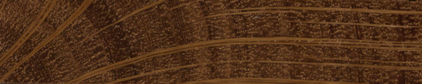 Rose Sheoak | The Wood Database (Hardwood)
