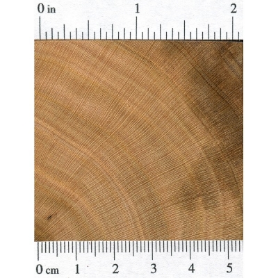 Apricot | The Wood Database (Hardwood)