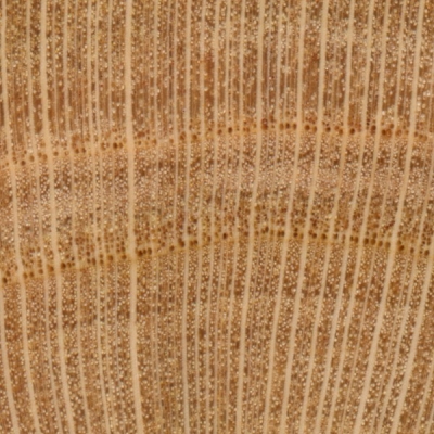 Apricot | The Wood Database (Hardwood)
