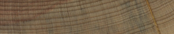 Parana Pine | The Wood Database (Softwood)