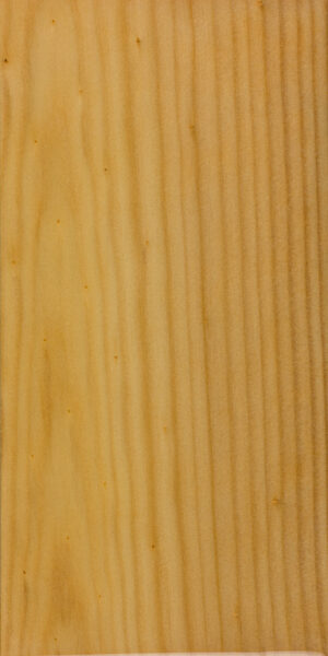 Monkey puzzle | The Wood Database (Softwood)