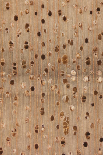 Okoume | The Wood Database (Hardwood)