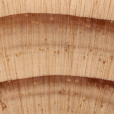 Austrian Pine | The Wood Database (Softwood)