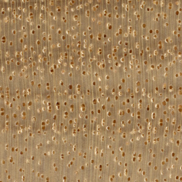 How Wood is Formed in Trees | The Wood Database