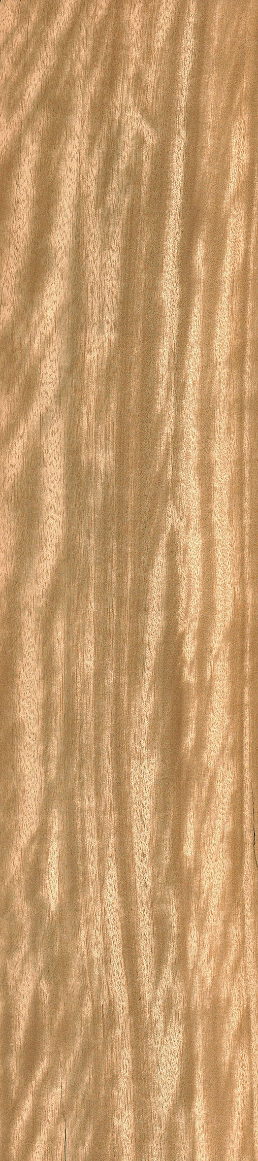 Avodire | The Wood Database - Lumber Identification (Hardwood)