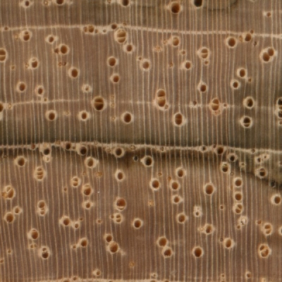 Ebiara | The Wood Database (Hardwood)