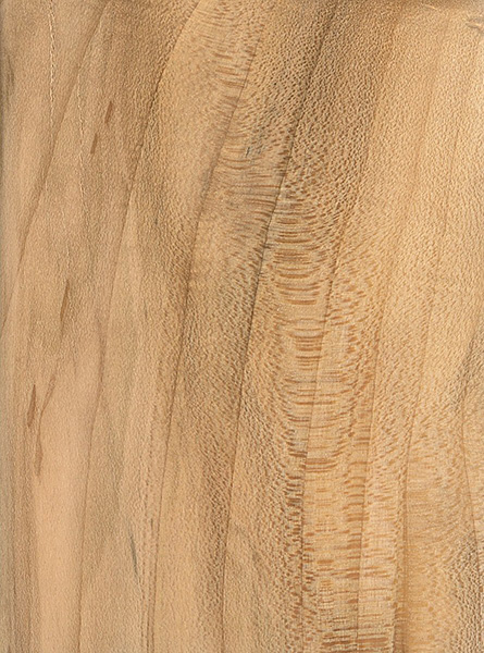 Black Maple | The Wood Database - Lumber Identification (Hardwood)
