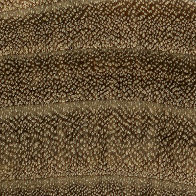 Black Willow | The Wood Database (Hardwood)