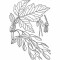 Box Elder | The Wood Database (Hardwood)