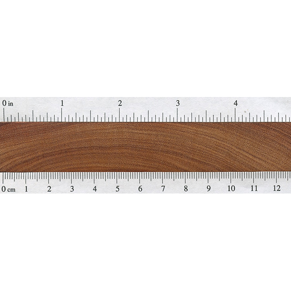 Brazilwood | The Wood Database - Lumber Identification (Hardwood)