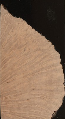 Briar | The Wood Database (Hardwood)