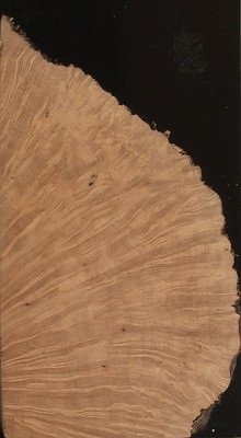 Briar | The Wood Database (Hardwood)
