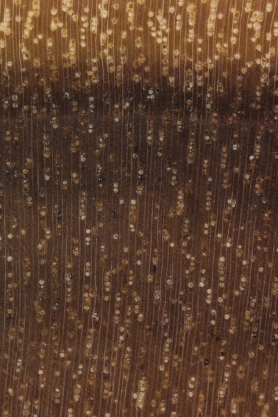 Verawood | The Wood Database (Hardwood)