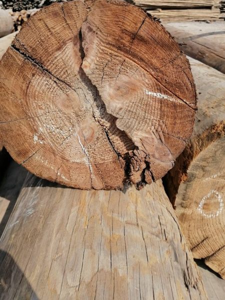 Wood Identification Guide | The Wood Database