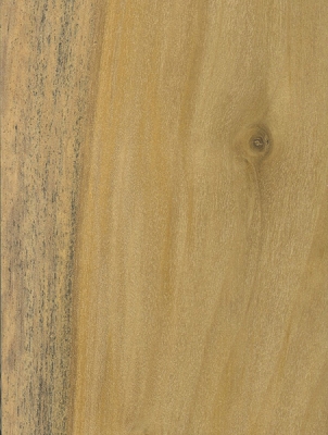 Cucumbertree | The Wood Database (Hardwood)