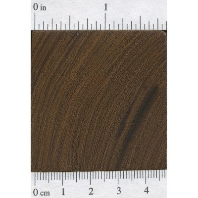 Desert Ironwood | The Wood Database (Hardwood)