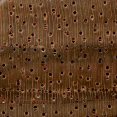 Etimoe | The Wood Database (Hardwood)