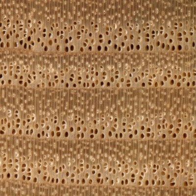 European Ash | The Wood Database (Hardwood)
