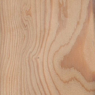 European Larch | The Wood Database (Softwood)