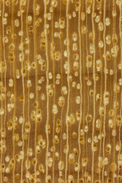 Sorting Out Satinwoods | The Wood Database