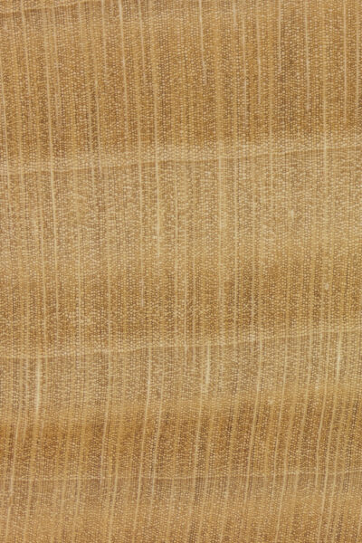 Ginkgo | The Wood Database (Softwood)