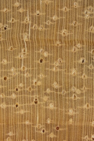 Ramin | The Wood Database (Hardwood)