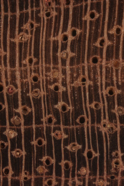 Bubinga | The Wood Database (Hardwood)