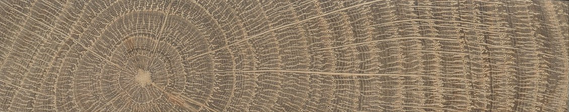 HOW WOOD IS FORMED IN TREES - African Forest Timber Ltd